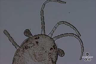 갯지렁이 해부 : 네이버 블로그